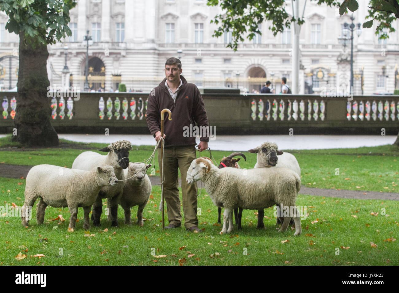 London, UK. 21st Aug, 2017. A rare breed of sheep from Mudchute farm ...