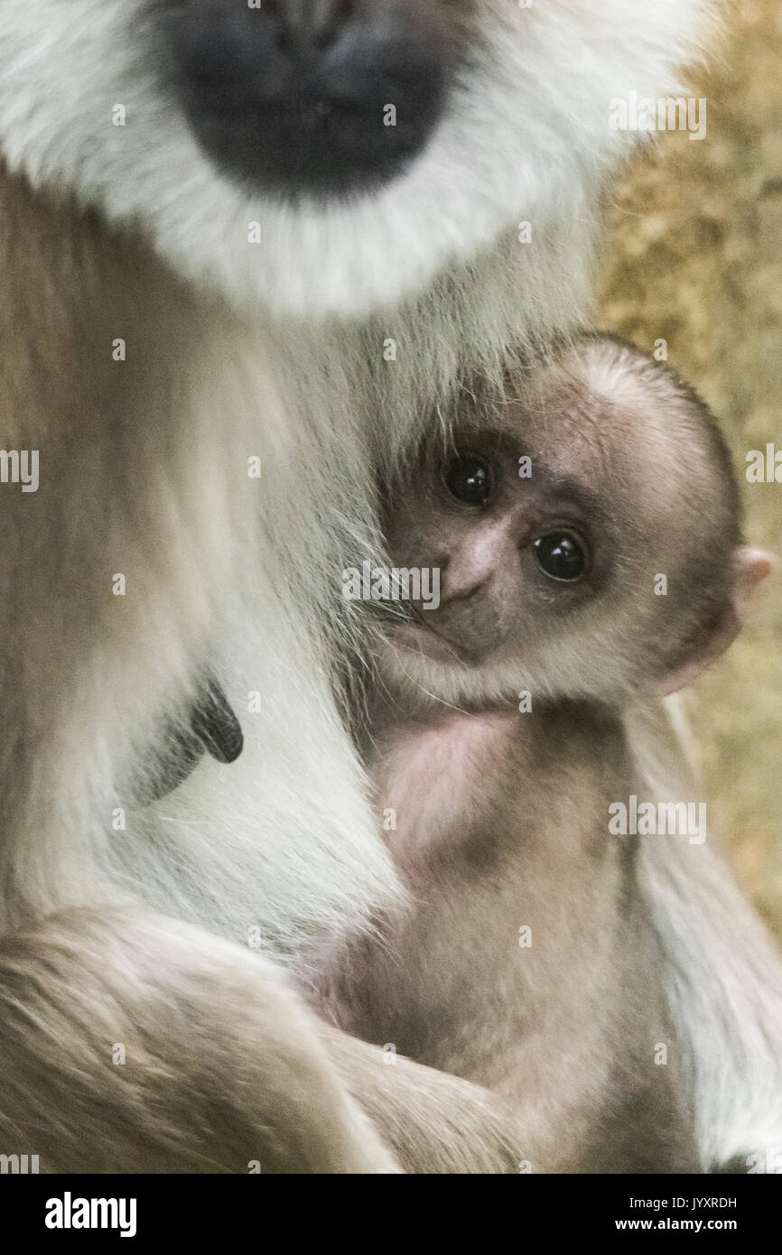 London, UK. 21st August, 2017. ‘Sacred’ monkey born at ZSL London Zoo ...