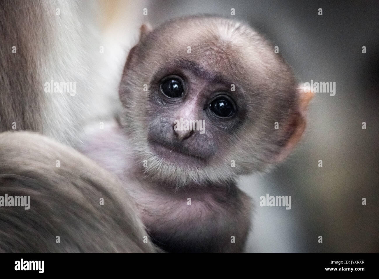 London, UK. 21st August, 2017. ‘Sacred’ monkey born at ZSL London Zoo ...