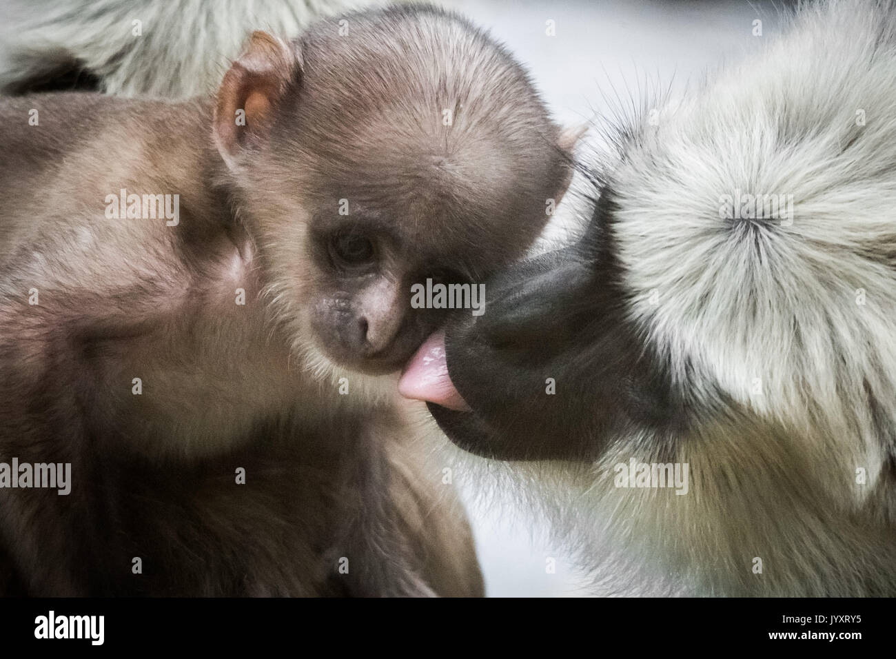 Gujarati family hi-res stock photography and images - Alamy