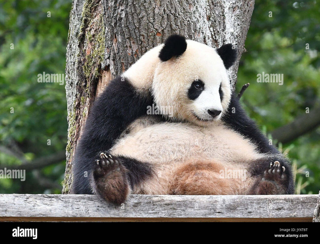 Berlin, Germany. 21st Aug, 2017. Female panda Meng Meng chills out in ...