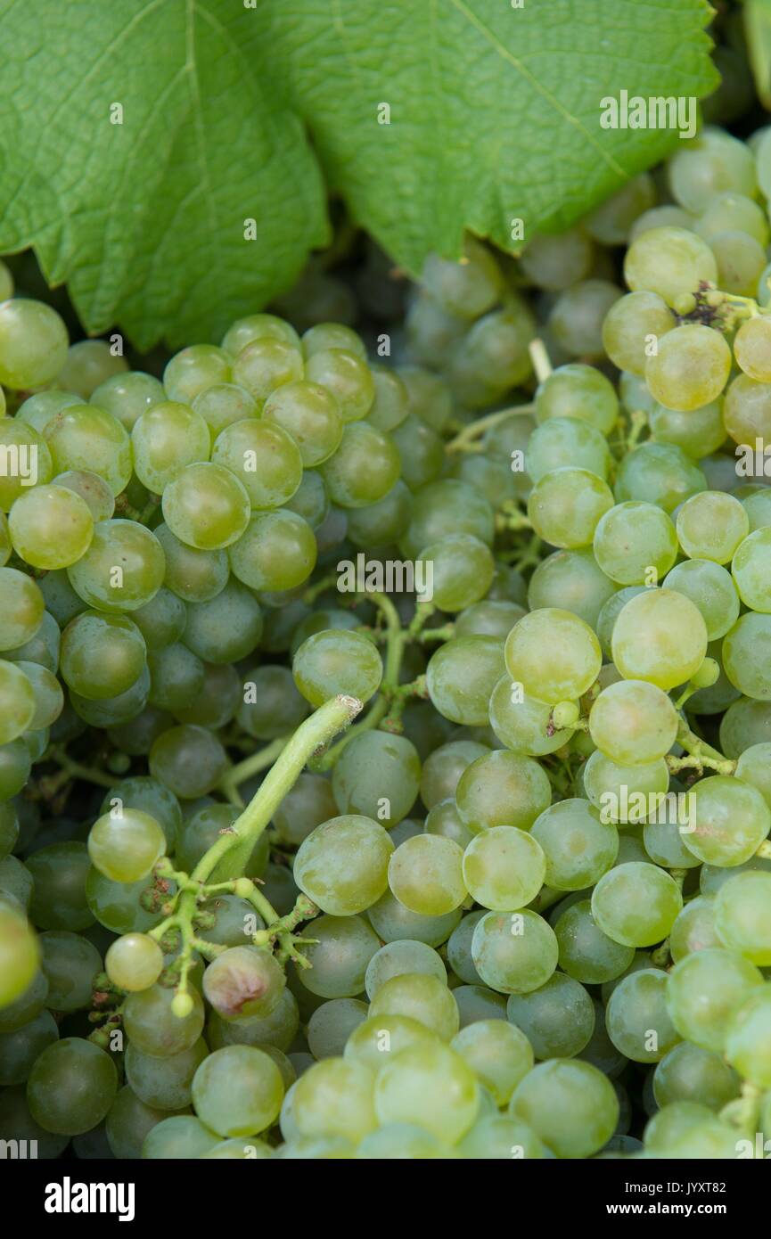 Wackerbarth Palace, Radebeul, Germany. 21st Aug, 2017. Wine grapes of ...