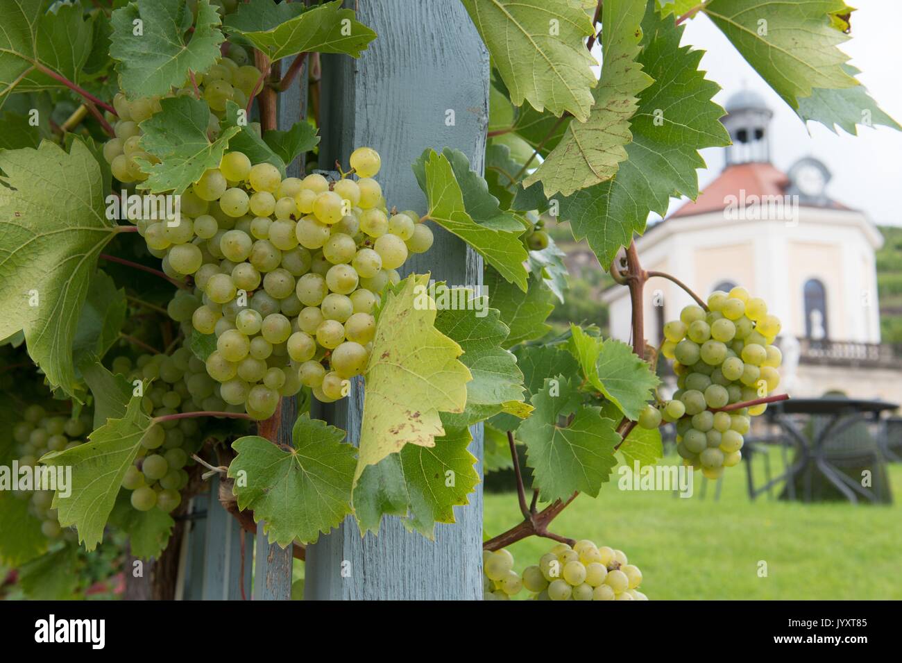 Wackerbarth Palace, Radebeul, Germany. 21st Aug, 2017. Wine grapes hang ...