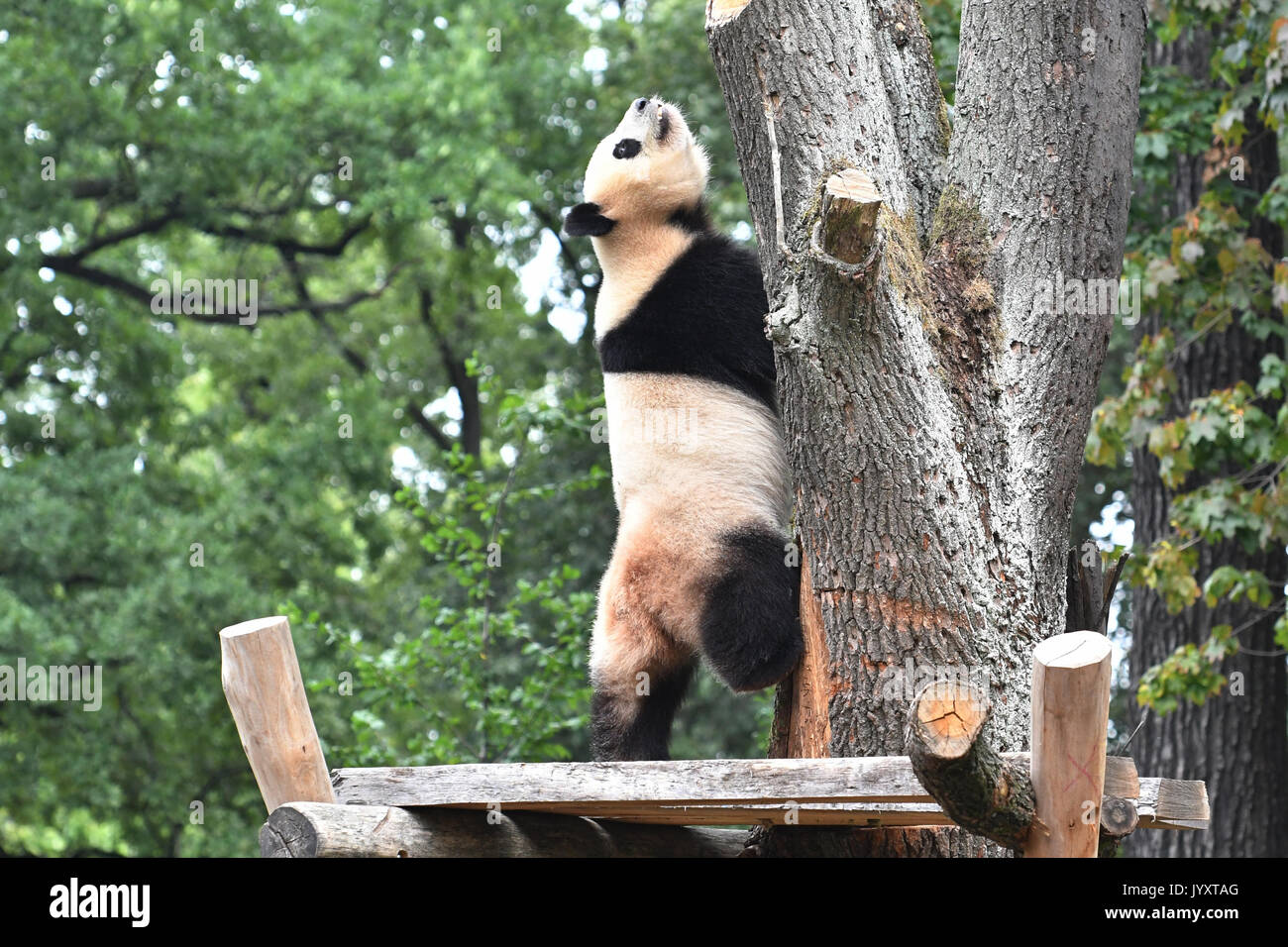 Berlin, Germany. 21st Aug, 2017. Female panda Meng Meng gets active in ...