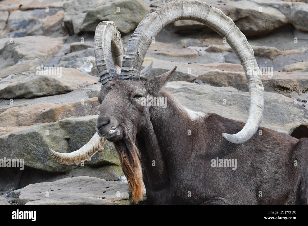 Berlin, Germany. 21st Aug, 2017. A Siberian ibex shows his teeth to ...