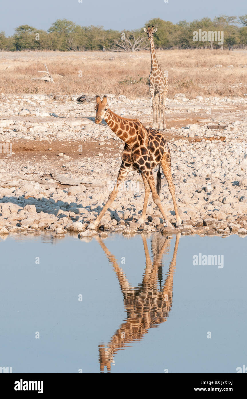 Two Namibian giraffes, Giraffa camelopardalis angolensis, at a ...