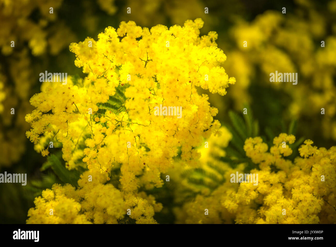 Detail of Mimosa flower Stock Photo - Alamy