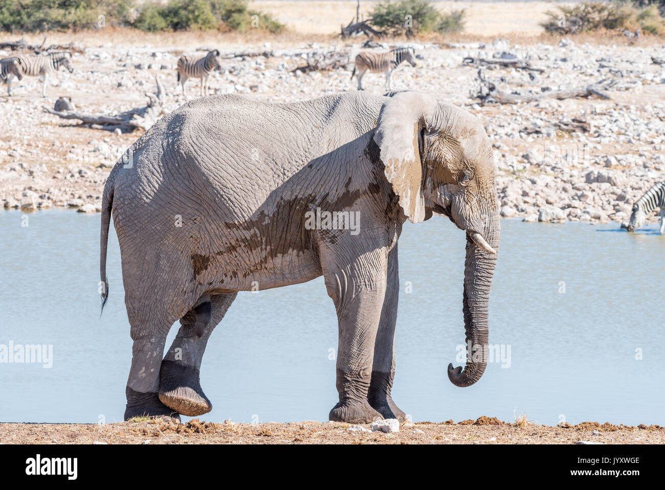 Elephant scratching up close hi-res stock photography and images - Alamy