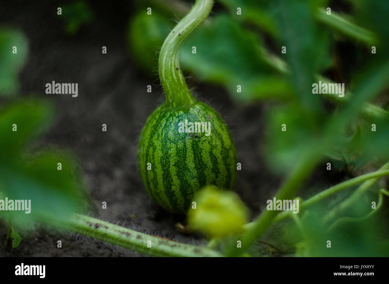 Watermelon plant growing in garden hi-res stock photography and images ...