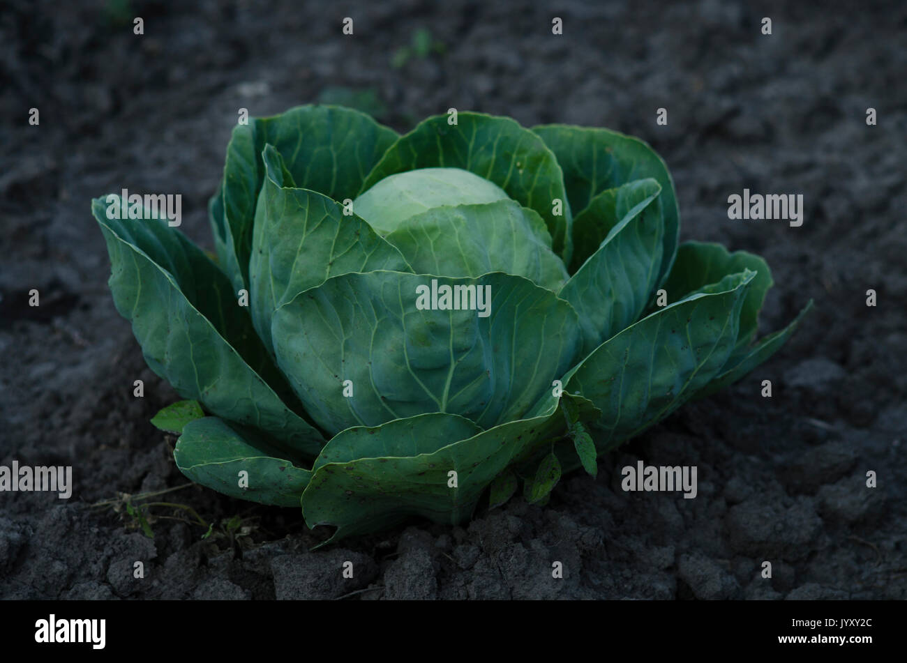 Cabbage garden hi-res stock photography and images - Alamy
