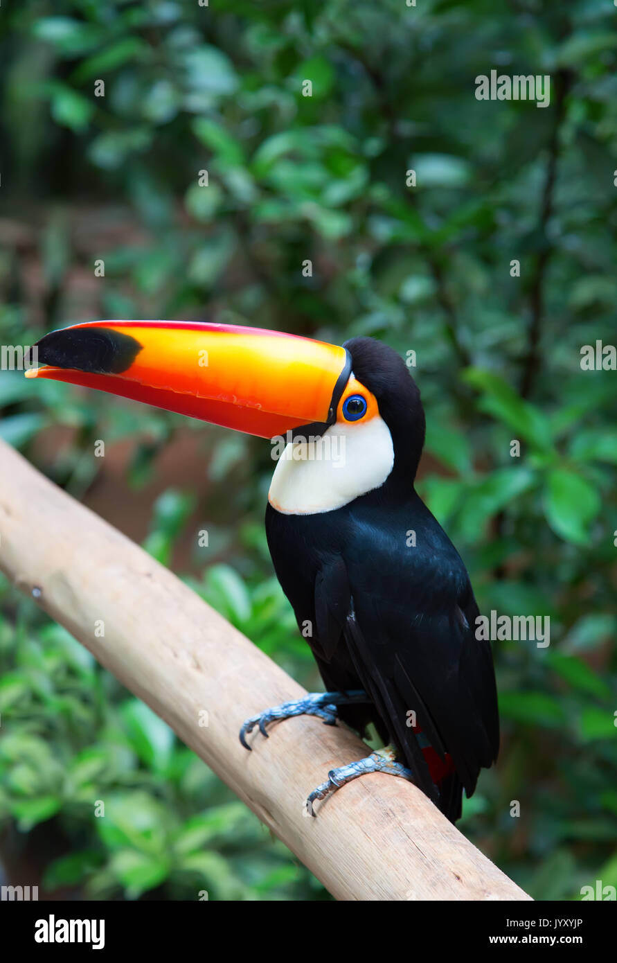 Colorful tucan in the aviary Stock Photo - Alamy