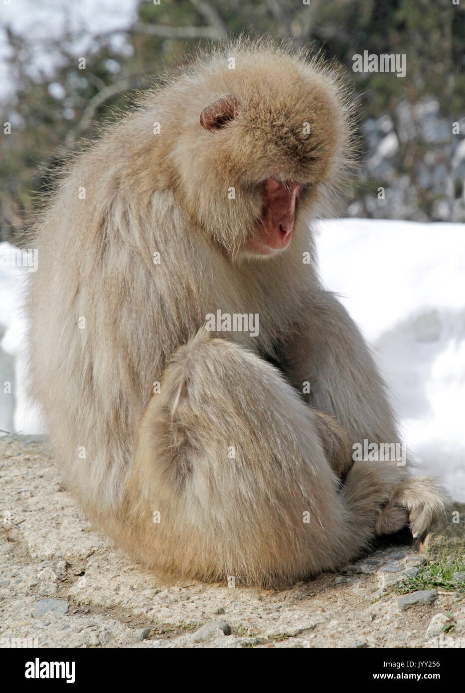 Sleeping snow monkey hi-res stock photography and images - Alamy
