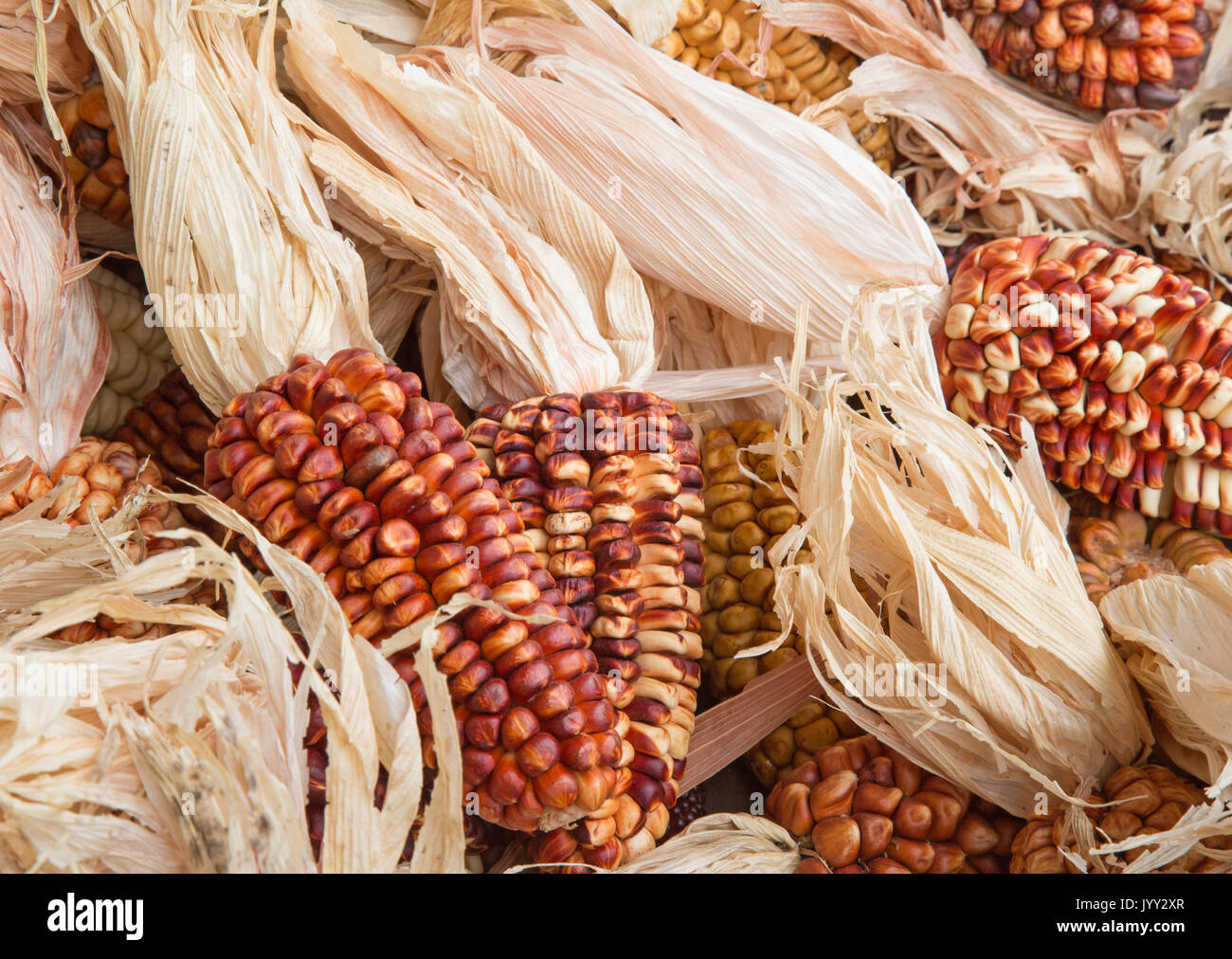 Decorative corn on the autumn market Stock Photo - Alamy