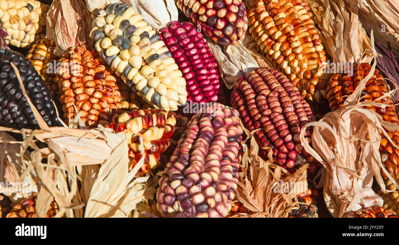 Decorative corn on the autumn market Stock Photo - Alamy