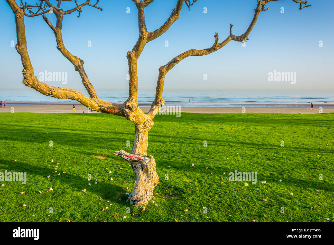 Beautiful Tree, Muscat - Sultanate of Oman Stock Photo - Alamy