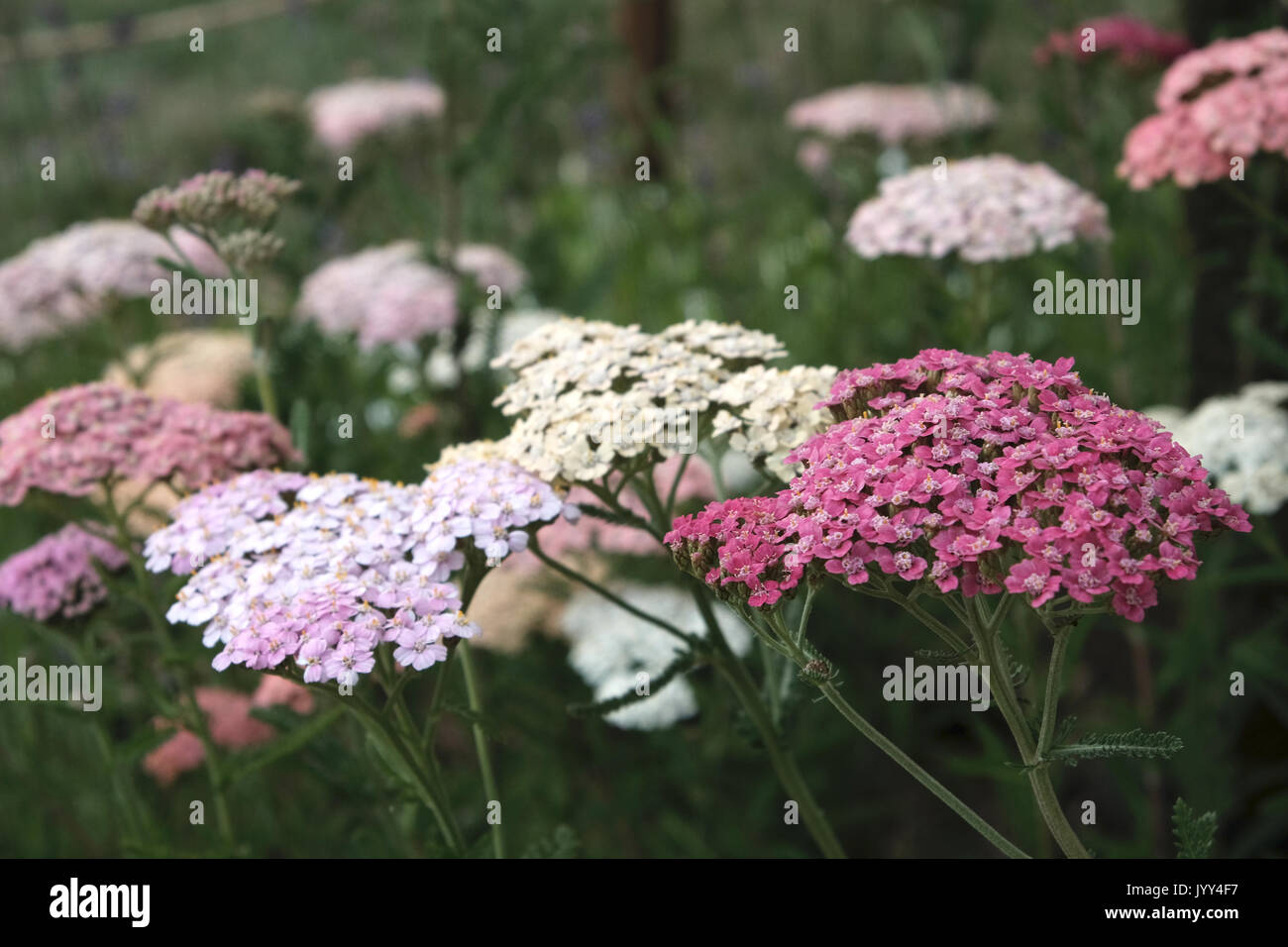Colourful color colour hi-res stock photography and images - Alamy