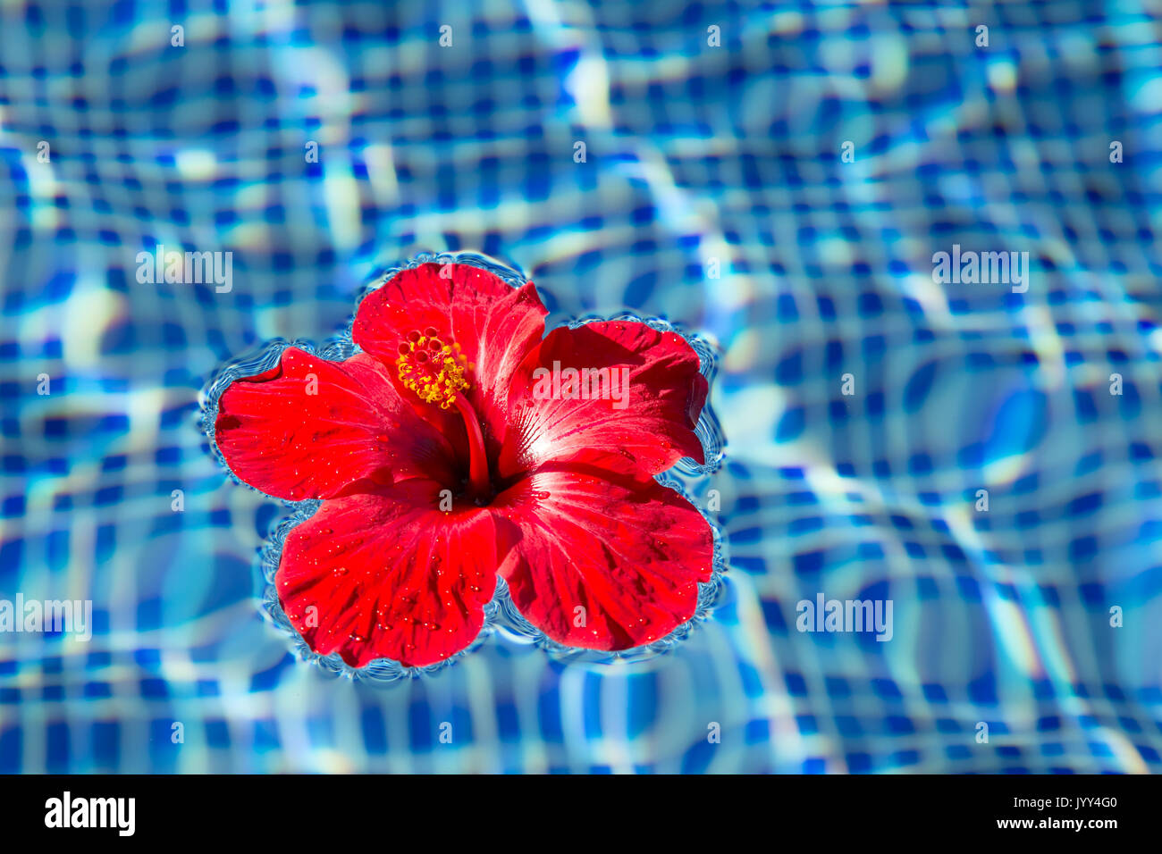 Tropical hibiscus flower floating in blue water Stock Photo - Alamy