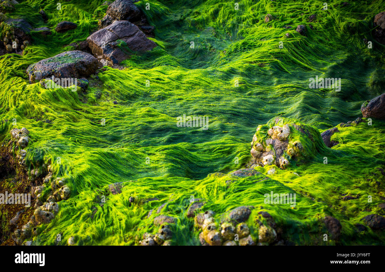 Micro Algae High Resolution Stock Photography and Images - Alamy
