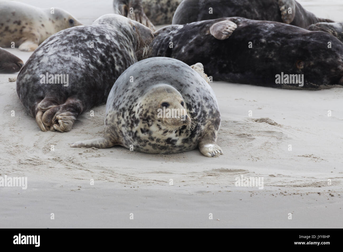 Terschelling seal hi-res stock photography and images - Alamy