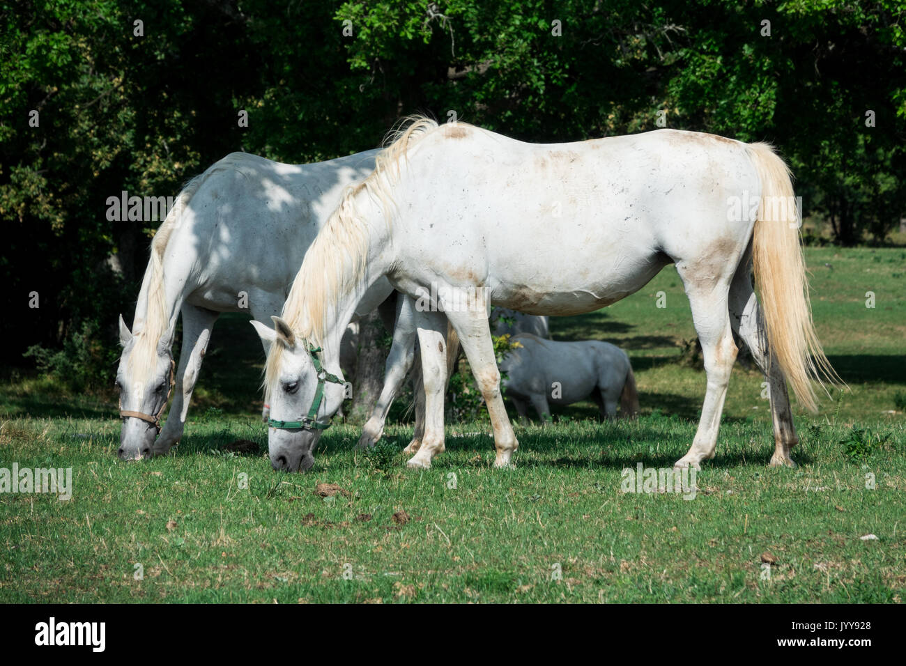 Lipizzaner horse jumping hi-res stock photography and images - Alamy