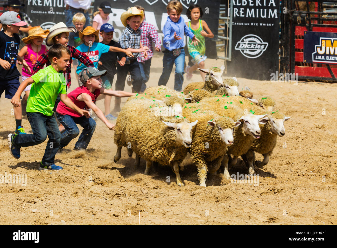 Exeter RAM Rodeo Exeter Ontario Canada Aug 2017. Children sheep ...