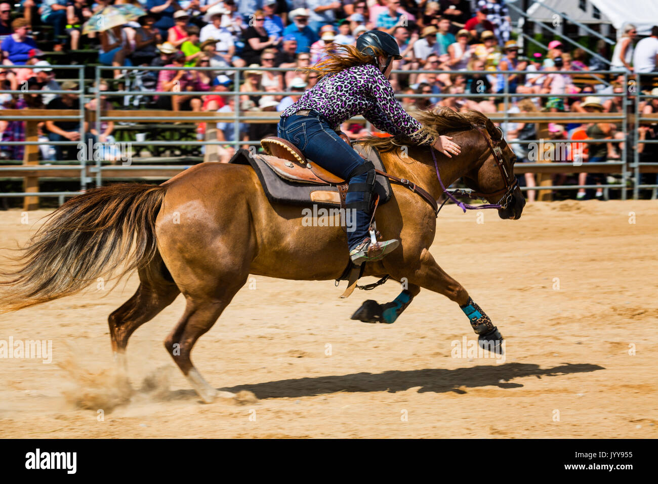 Exeter RAM Rodeo Exeter Ontario Canada Aug 2017. Barrel Racing Stock ...
