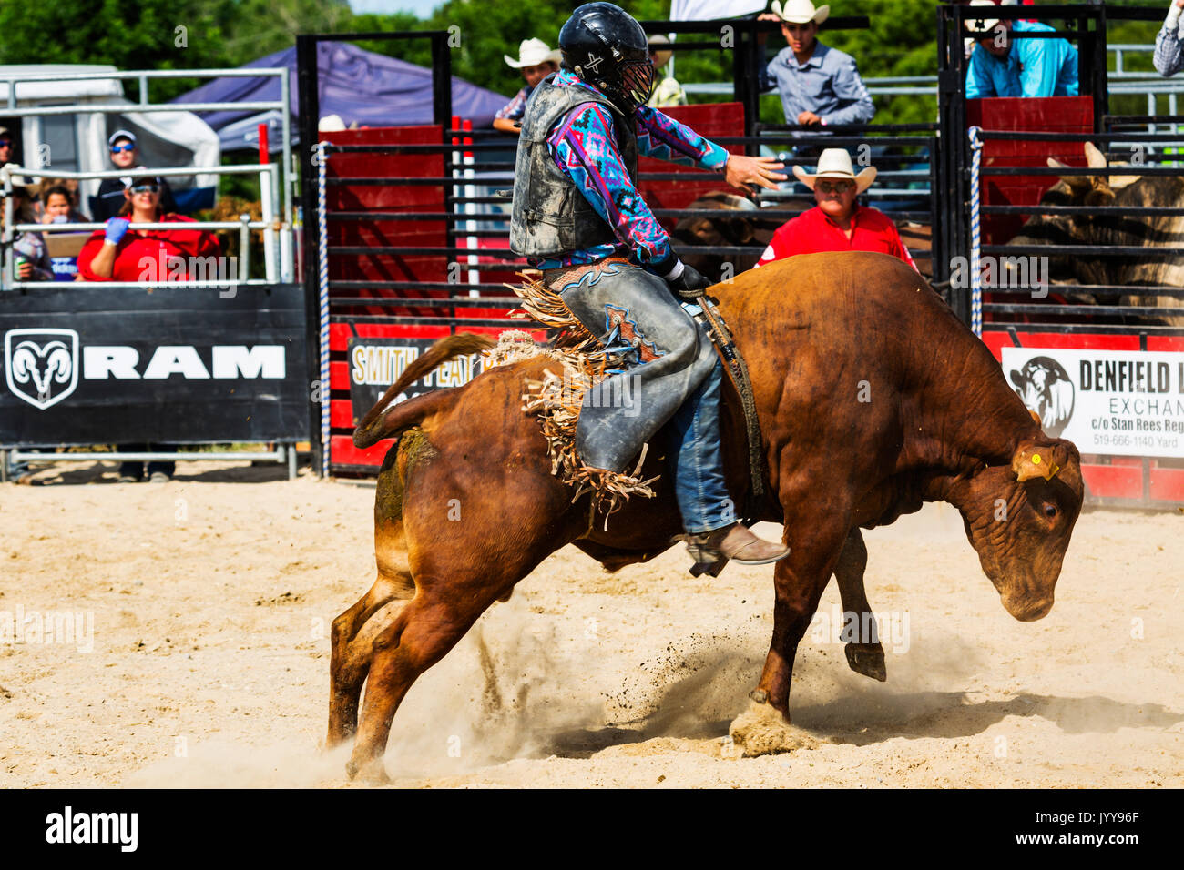 Bareback bronc riding hi-res stock photography and images - Alamy