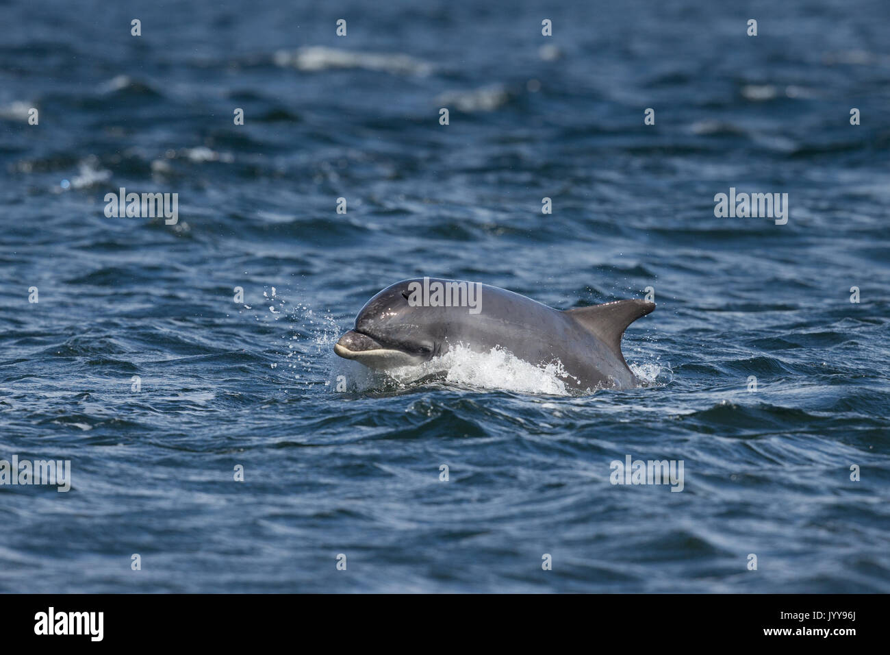 Scotland wildlife photography tours hi-res stock photography and images ...
