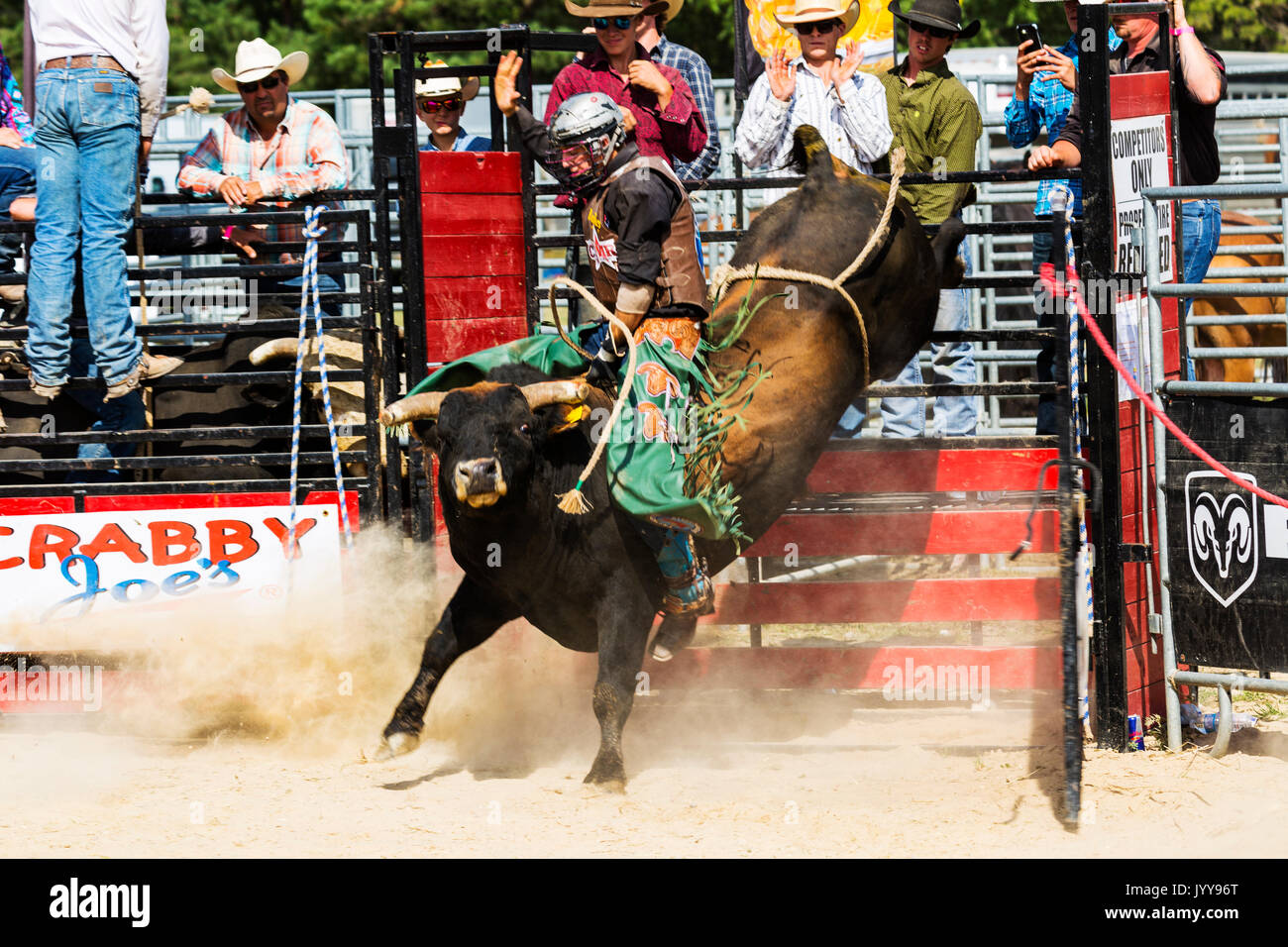 Exeter RAM Rodeo Exeter Ontario Canada Aug 2017. Bull riding Stock ...