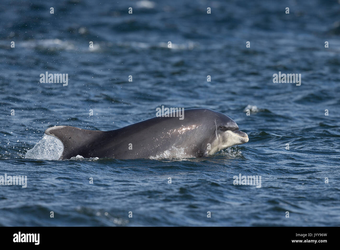 Bottlenose dolphins of the Moray Firth, Scotland Stock Photo - Alamy