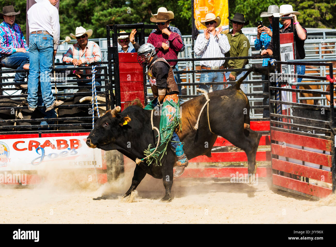 Exeter RAM Rodeo Exeter Ontario Canada Aug 2017. Bull riding Stock ...