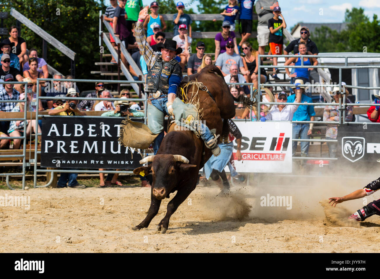 Exeter RAM Rodeo Exeter Ontario Canada Aug 2017. Bull riding Stock ...