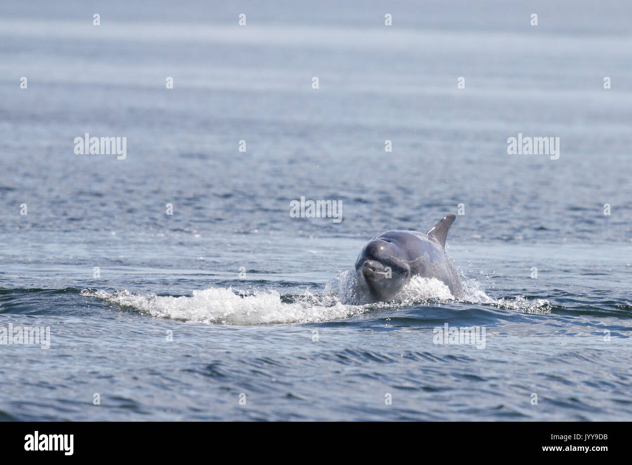 Scotland wildlife photography tours hi-res stock photography and images ...