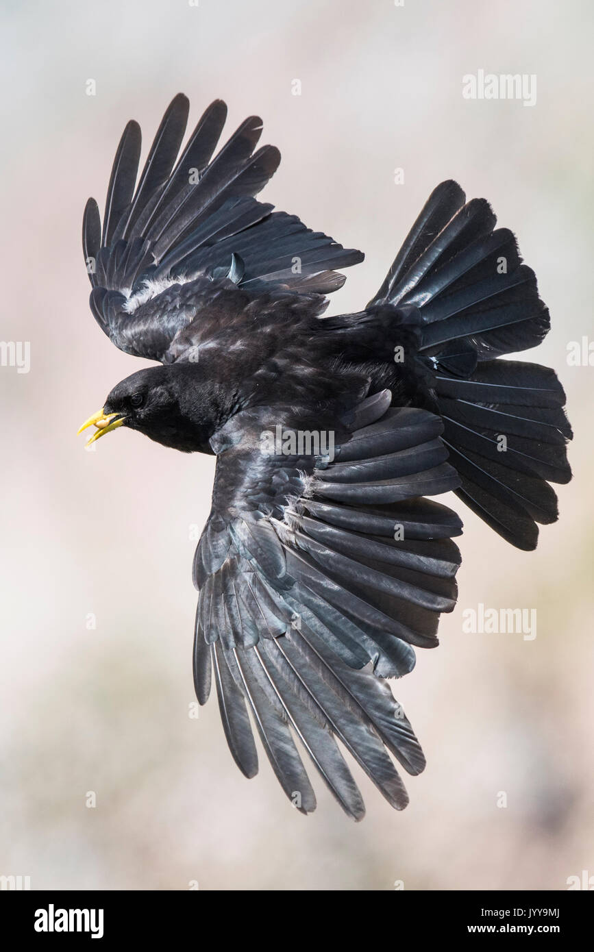 Alpine Chough (Pyrrhocorax graculus) in flight, Berchtesgaden Alps ...