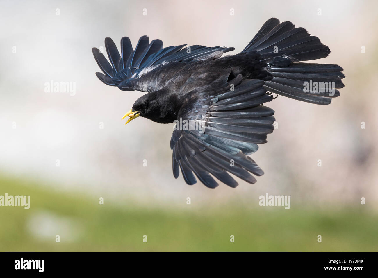 Alpine Chough (Pyrrhocorax graculus) in flight, Berchtesgaden Alps ...