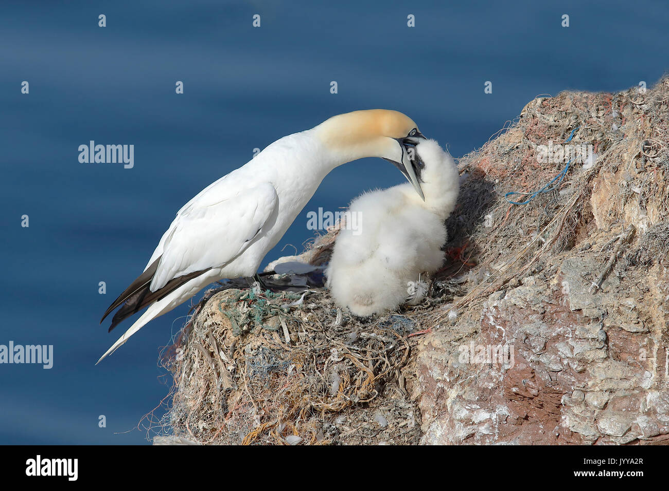 Northern gannet (Morus bassanus) feeds young bird with regurgitated ...