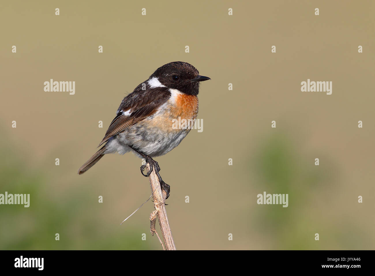 Male european stonechat hi-res stock photography and images - Alamy