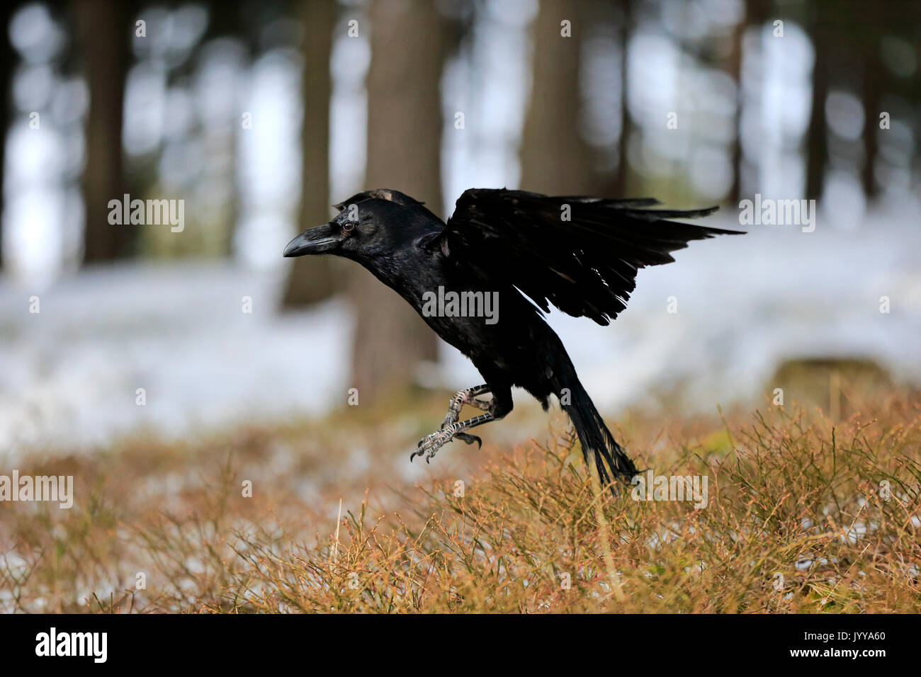 Common raven in full flight hi-res stock photography and images - Alamy