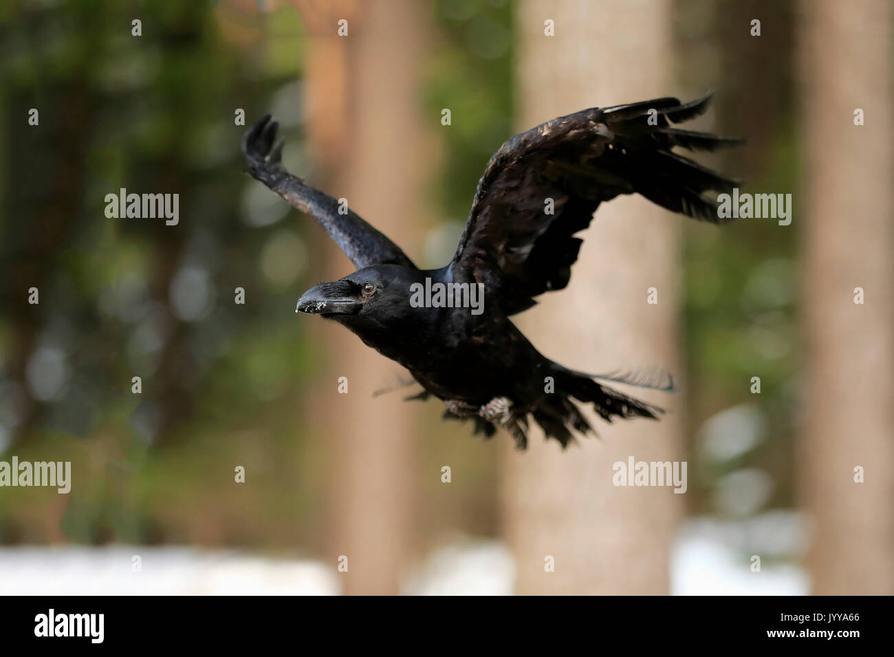 Common raven in full flight hi-res stock photography and images - Alamy