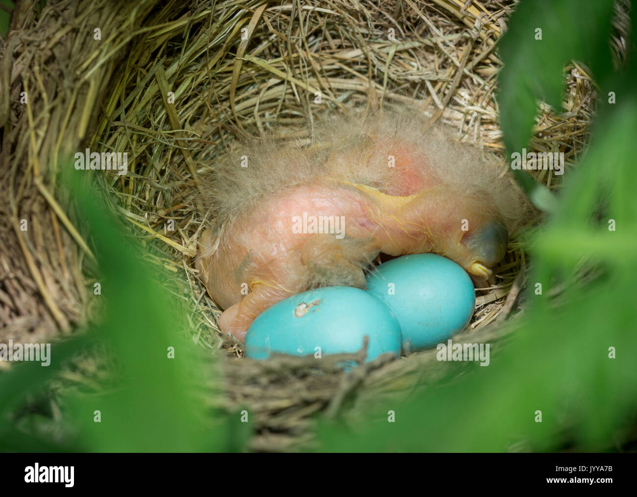 Robins nest hi-res stock photography and images - Alamy