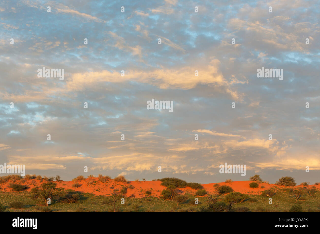 Typical red Sand dune in the Kalahari Desert, evening light, rainy ...