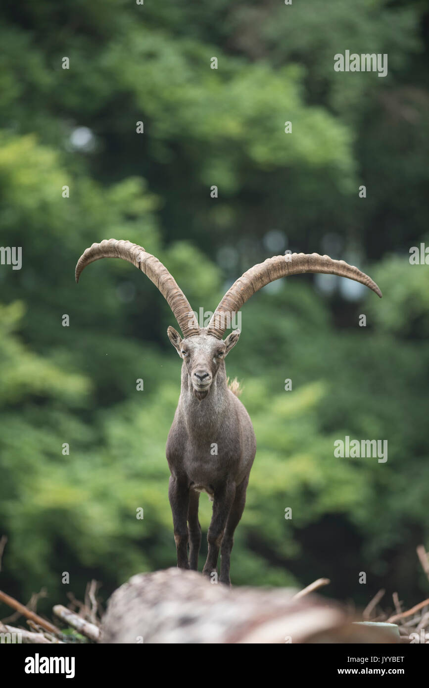 Capricorn ibex hi-res stock photography and images - Alamy