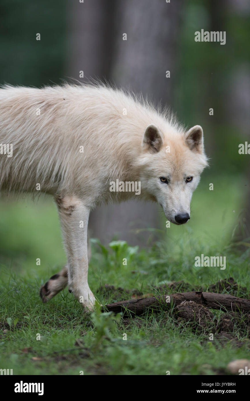 Greenland wolf hi-res stock photography and images - Alamy