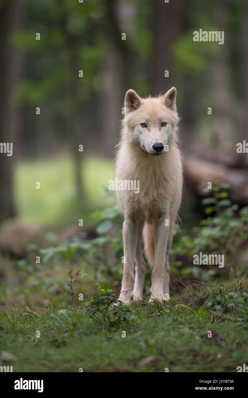 Greenland wolf hi-res stock photography and images - Alamy