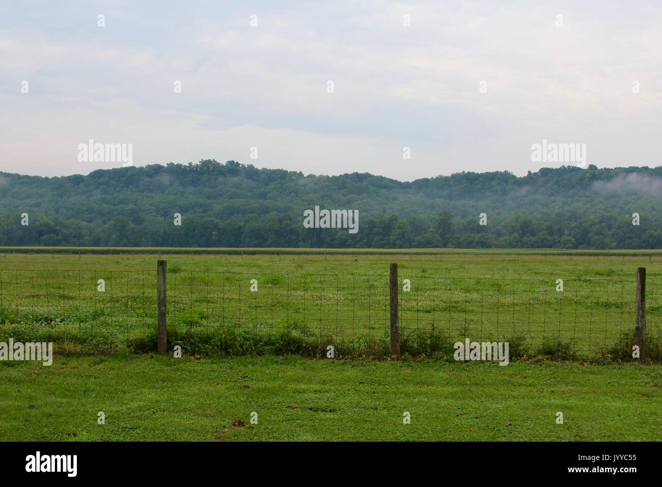 Indiana wild flowers hi-res stock photography and images - Alamy