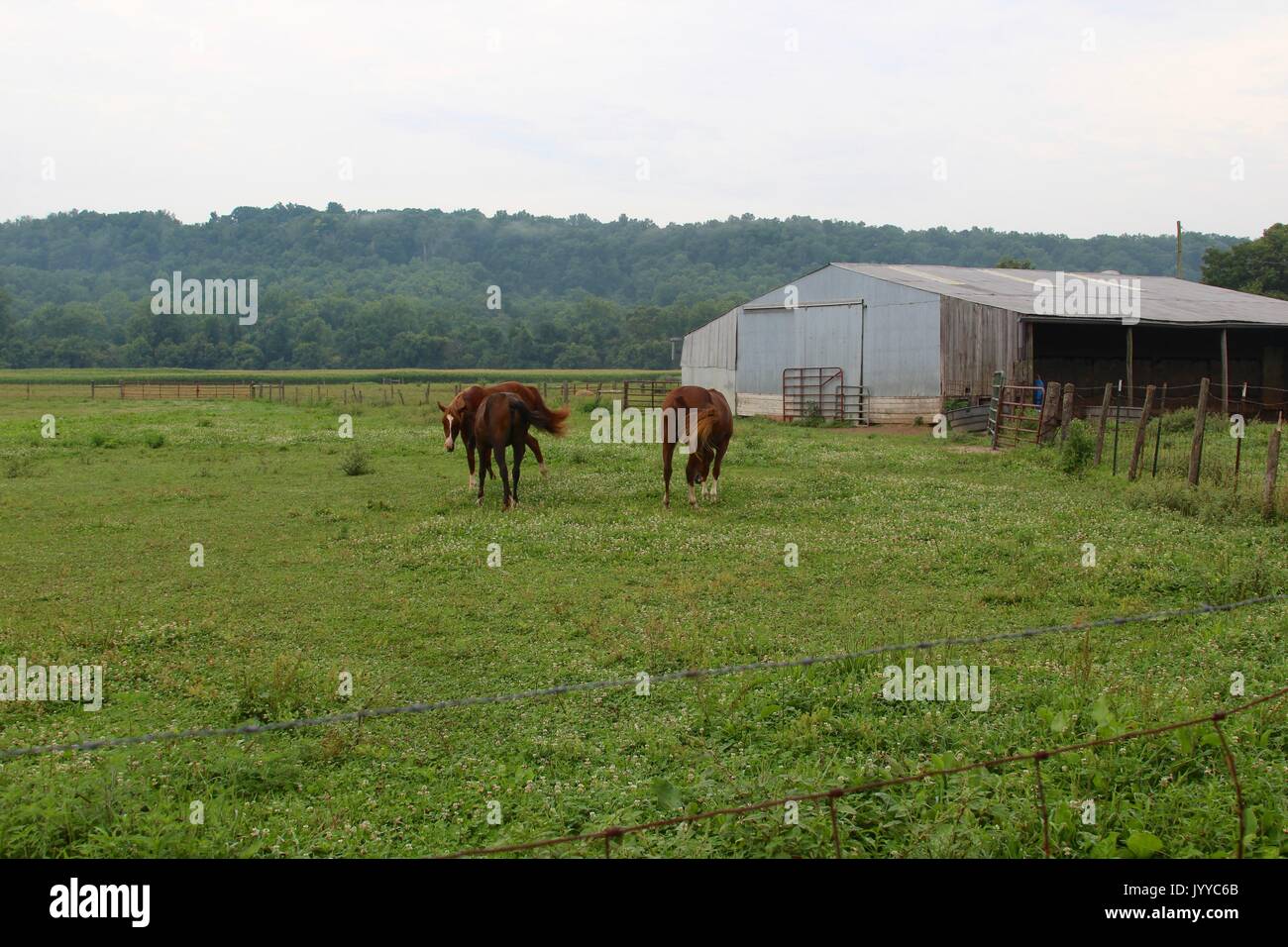 The countryside of the state of Indiana and the city park in Cincinnati ...