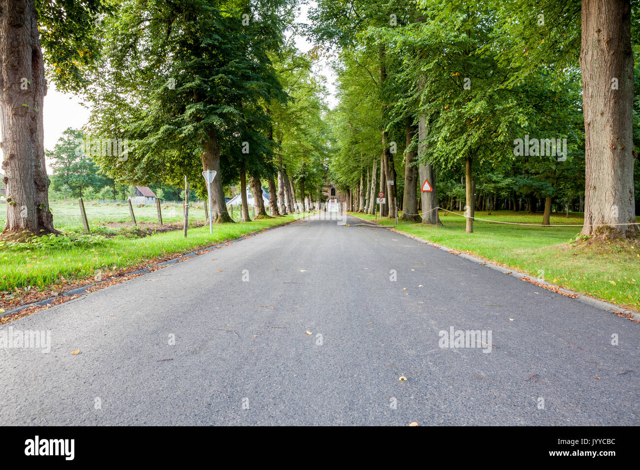 Asphalt road with longest two sides rows of trees Stock Photo - Alamy