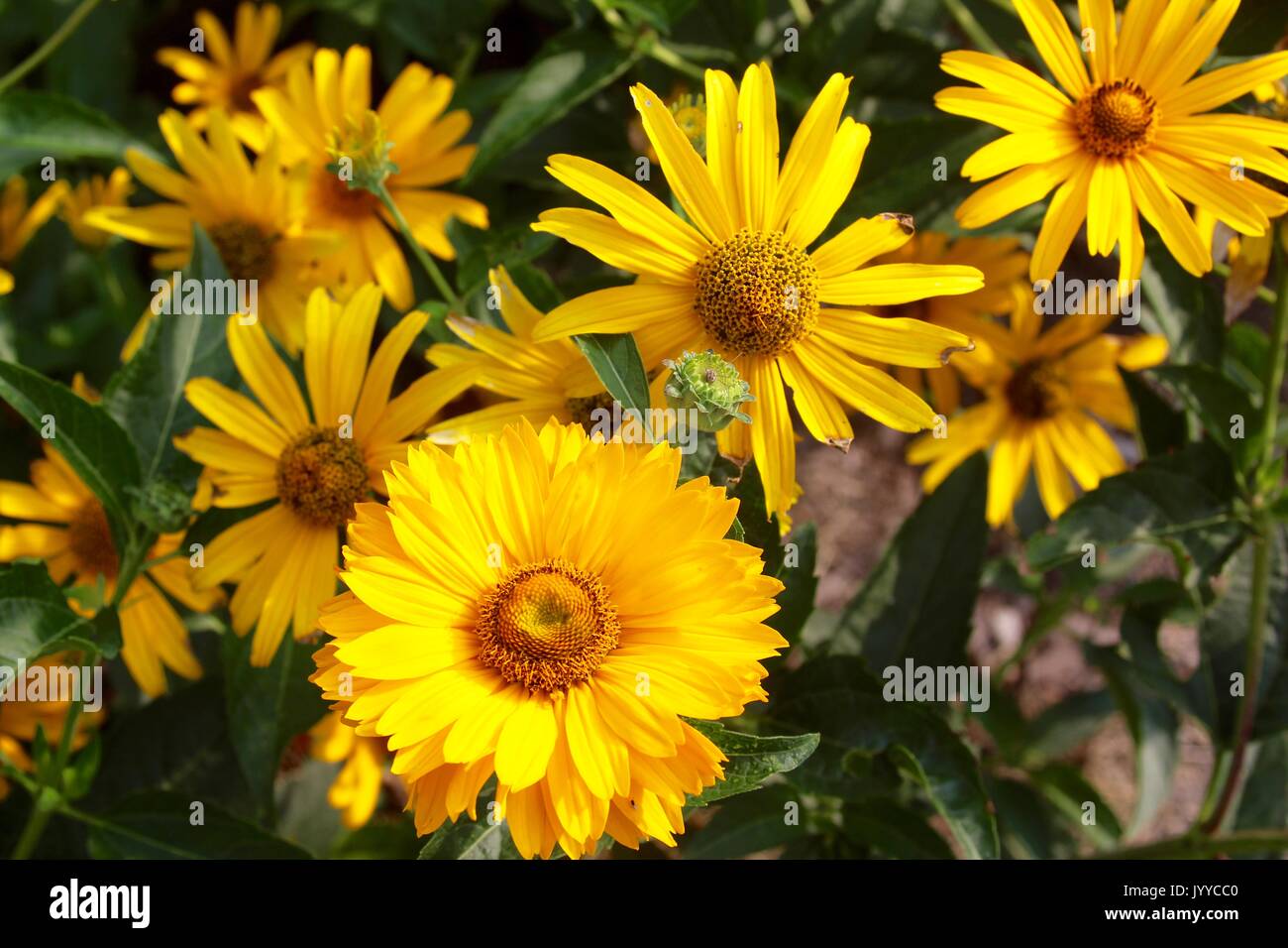 The countryside of the state of Indiana and the city park in Cincinnati ...