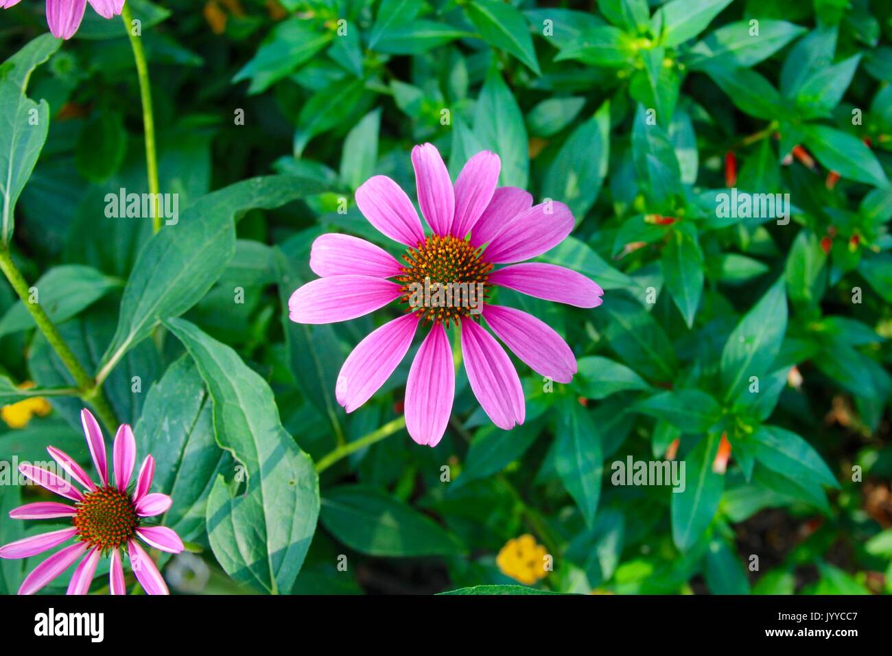 Indiana wild flowers hi-res stock photography and images - Alamy