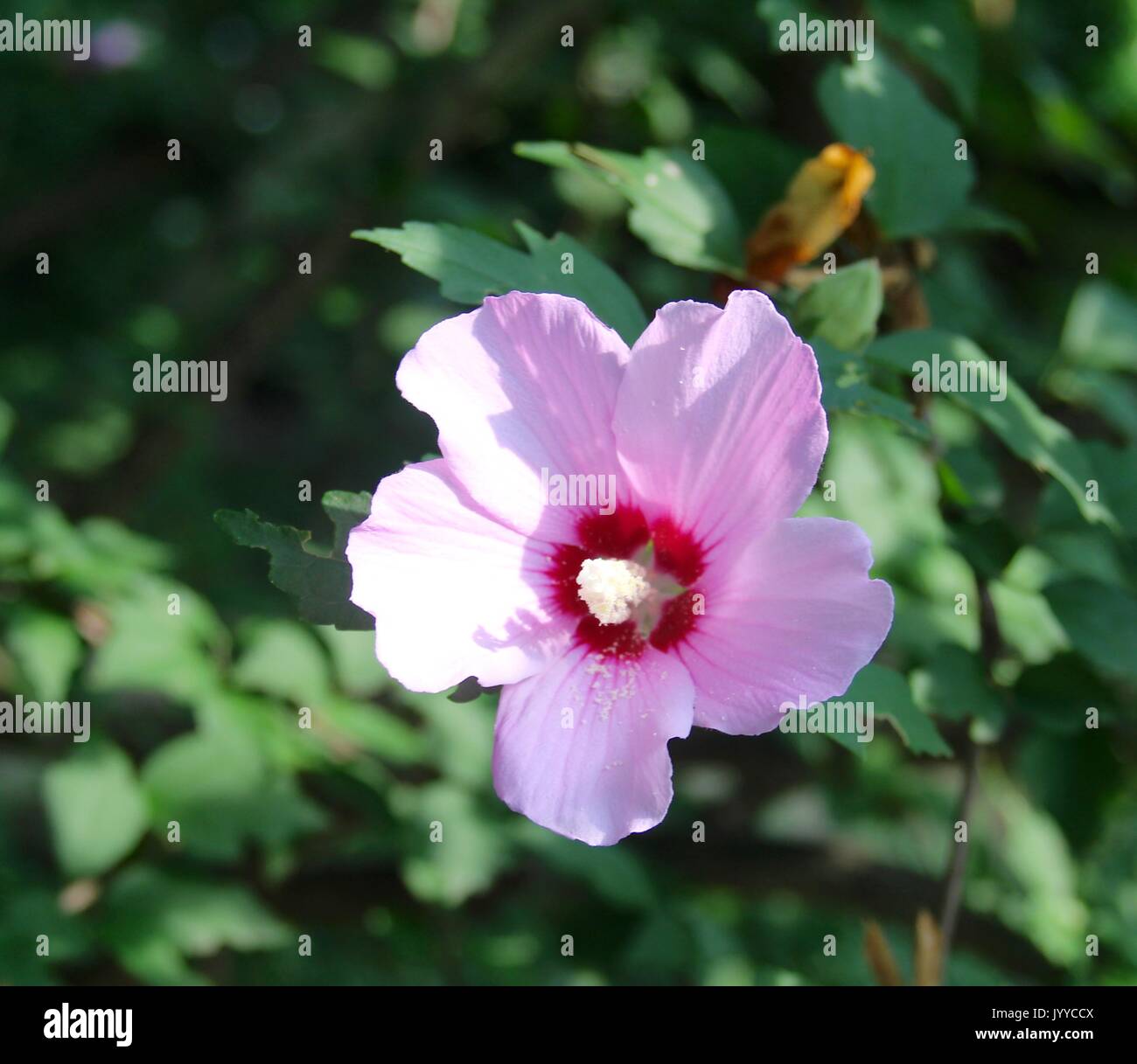 The countryside of the state of Indiana and the city park in Cincinnati ...